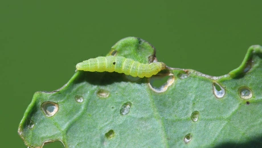 What's Eating My Cabbage? 15 Common Cabbage Pests