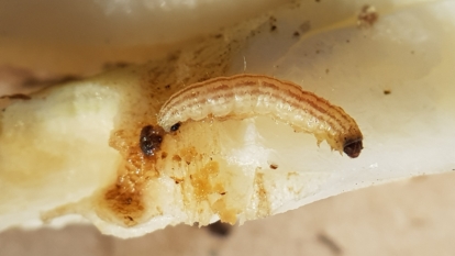 What's Eating My Cabbage? 15 Common Cabbage Pests