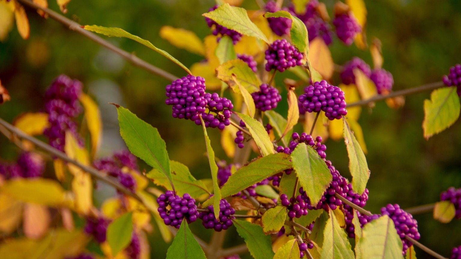 19 Shrubs With Fabulous Fall Color