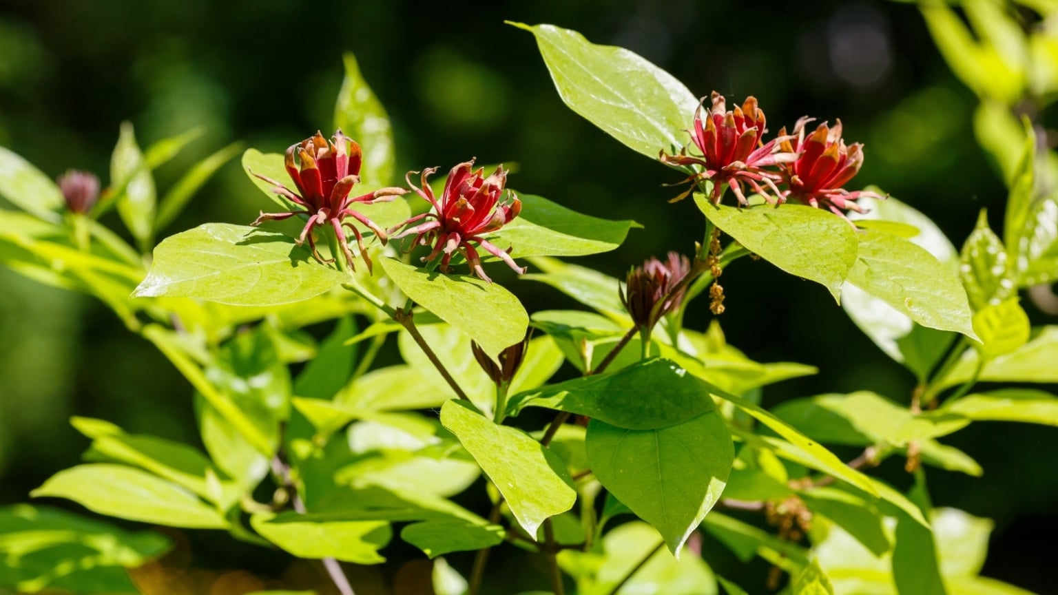 How to Plant, Grow, and Care for Calycanthus (Sweetshrub)