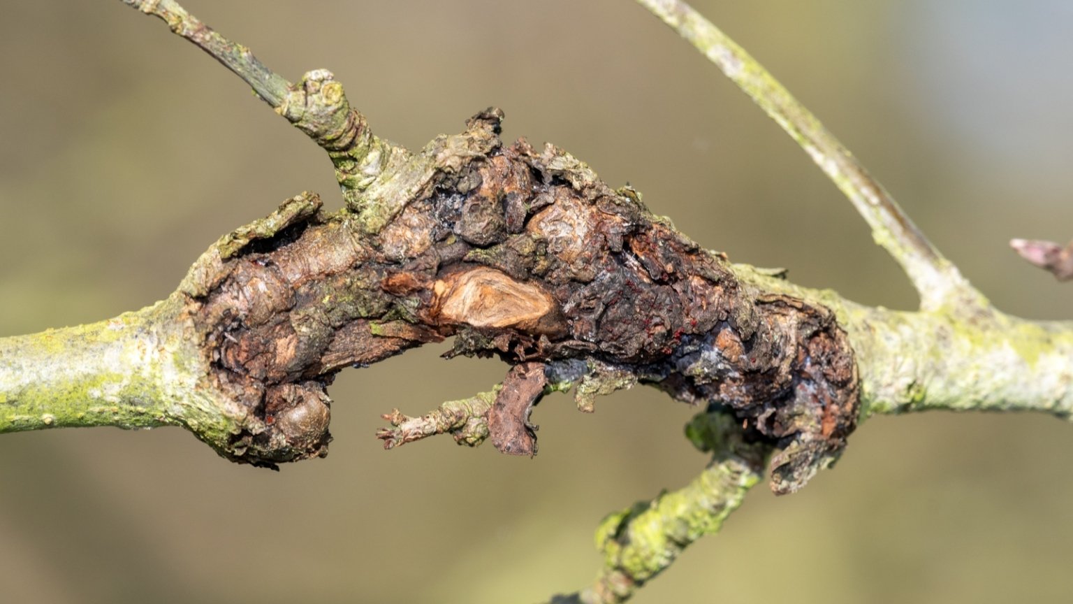 9 Common Apple Tree Diseases: ID, Prevention, and Treatment
