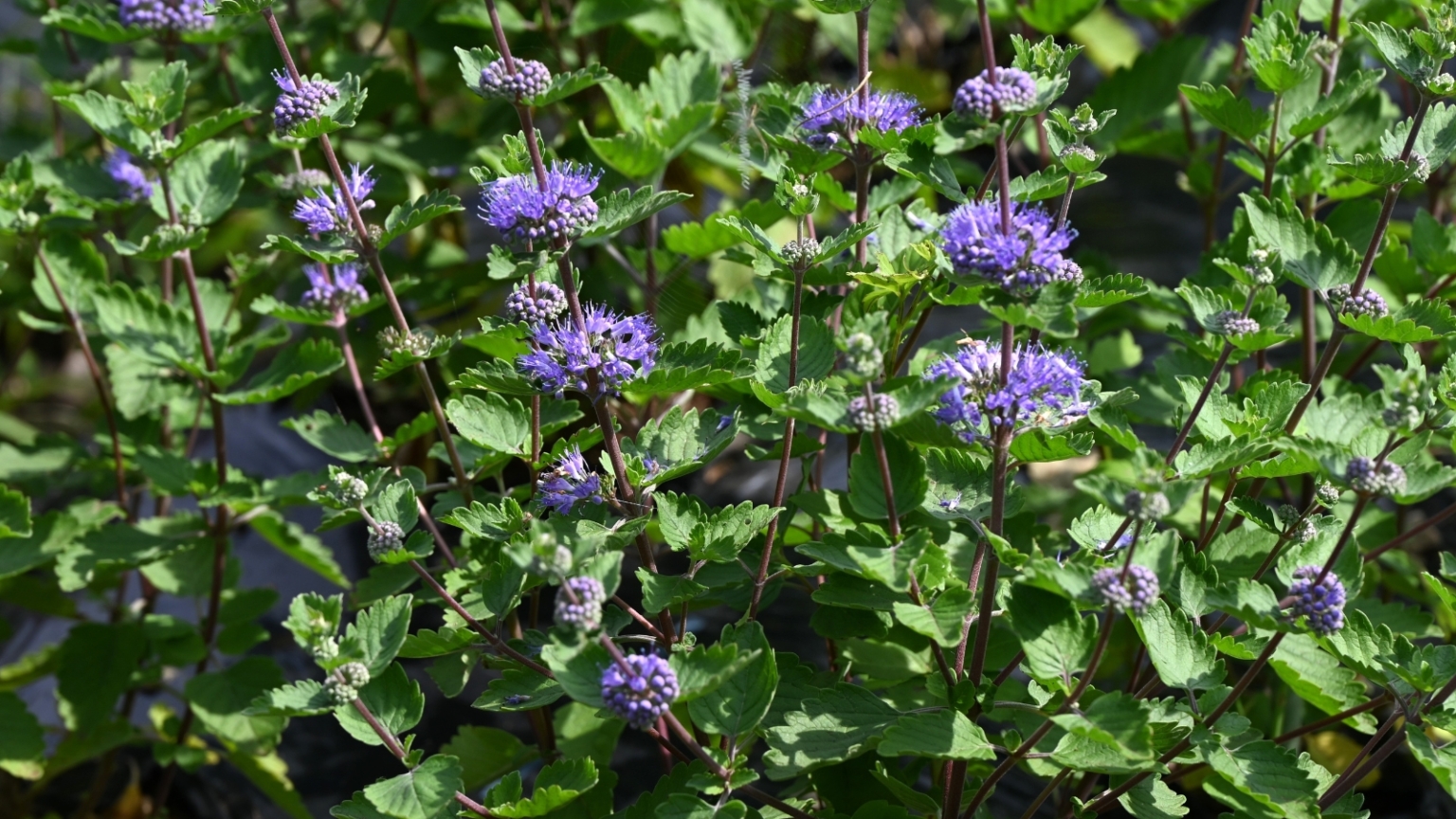 21 Perennials You Shouldn't Cut Back in Fall