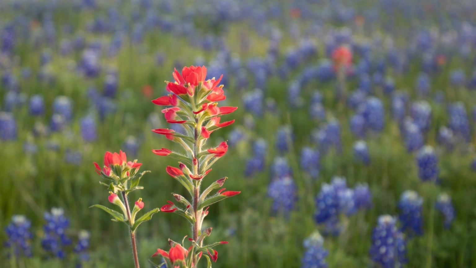 21 Native Wildflowers for Colorado Gardens