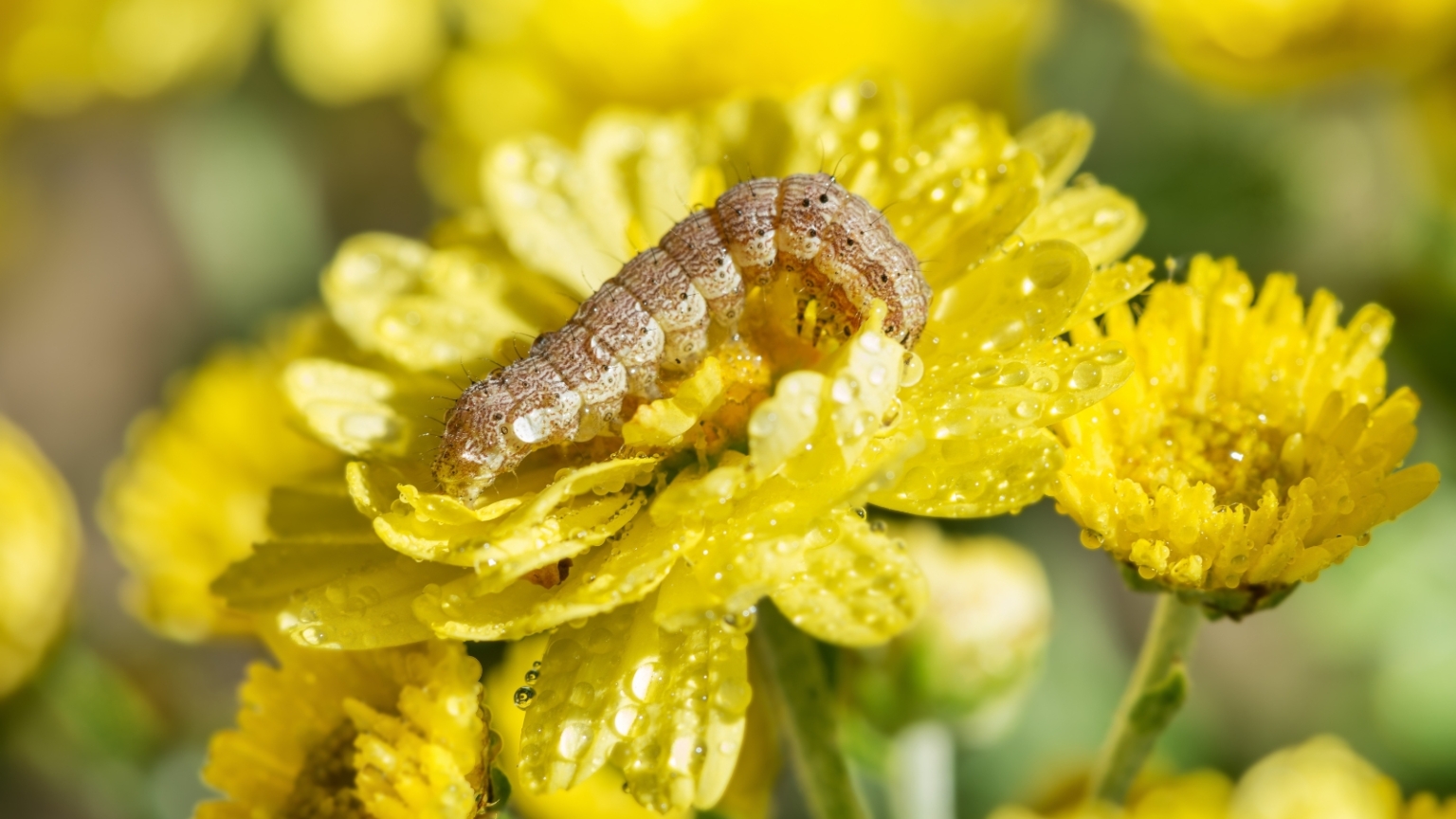 7 Mum Pests to Watch For This Season