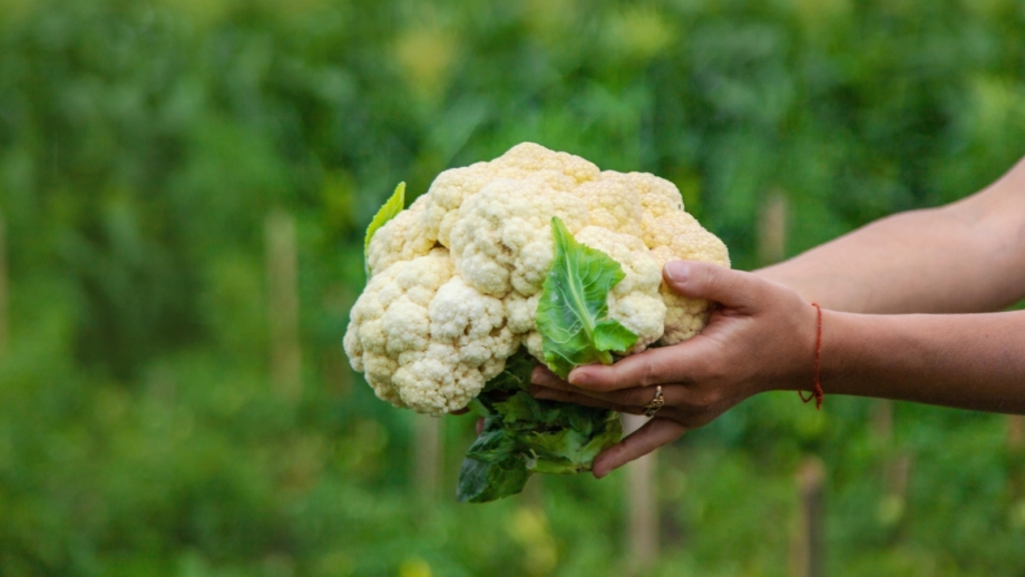 How and When to Harvest Cauliflower in the Fall Garden