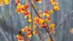 27 Common Types of Weeds with Names & Picture Identification