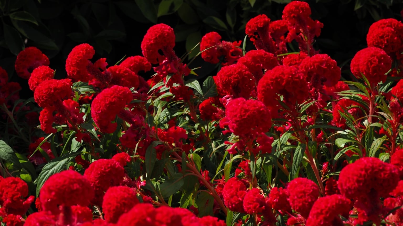 19 Fool-Proof Cutting Garden Flowers for Beginner Growers