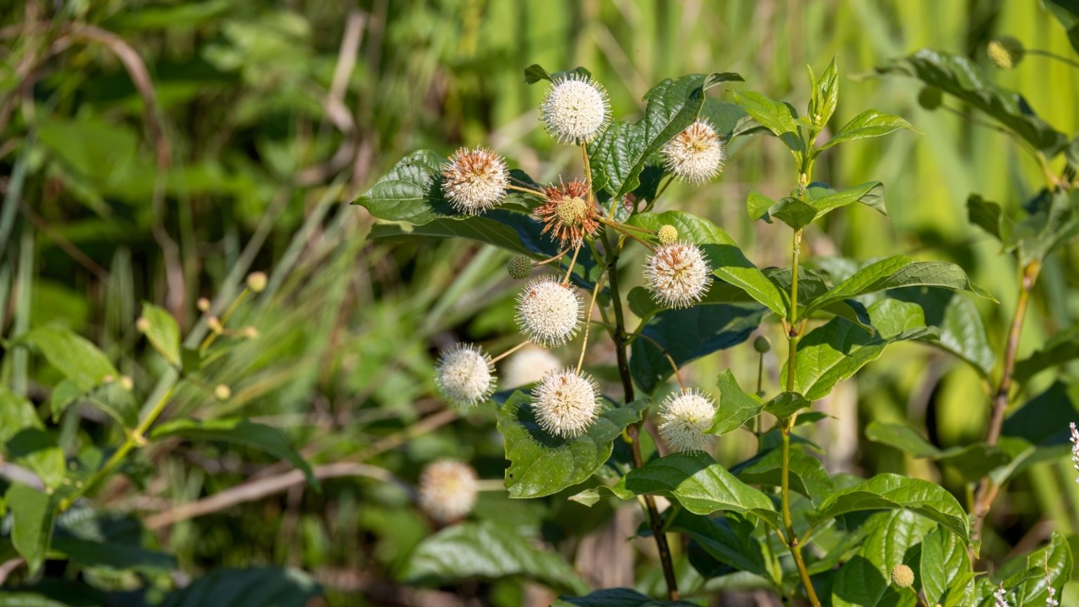 How to Plant, Grow, and Care for Buttonbush