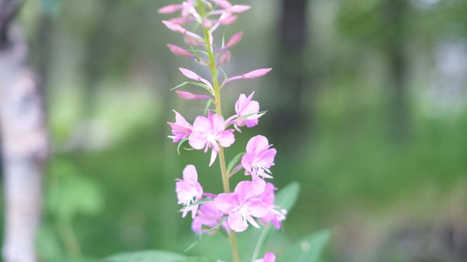 21 Native Wildflowers for Colorado Gardens