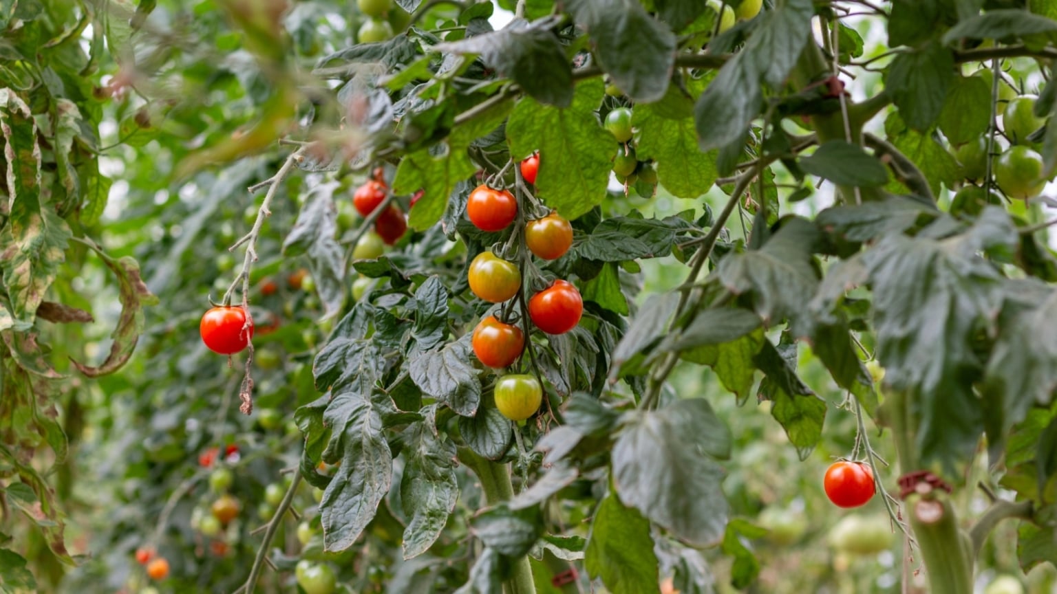 11 Dwarf Tomato Varieties You Can Grow Anywhere