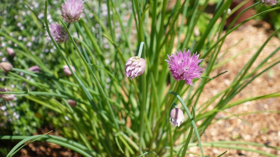 13 Best Herbs for Drying