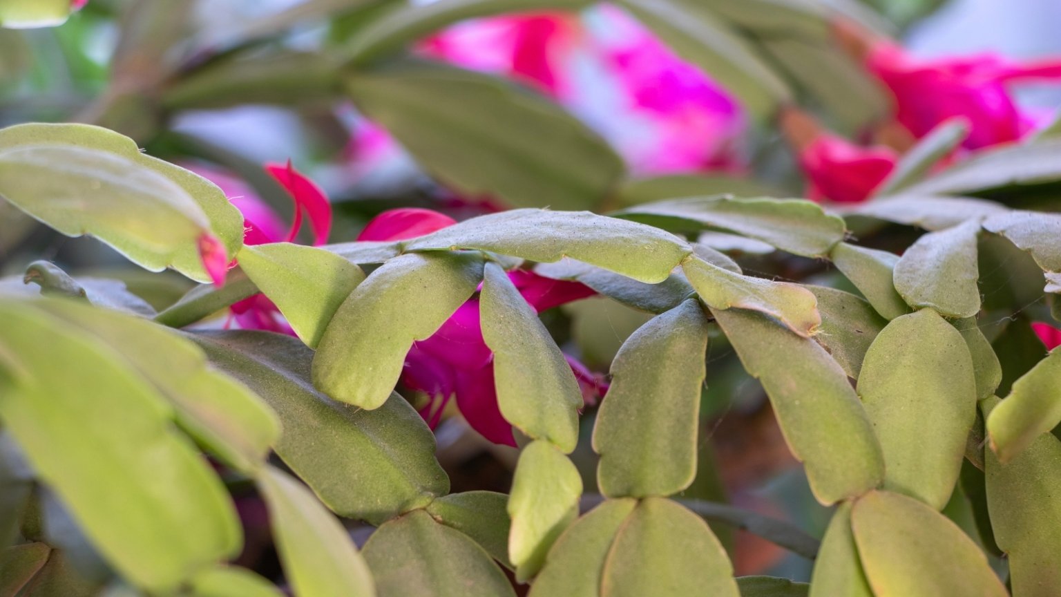 How to Prune Your Christmas Cactus in 5 Steps