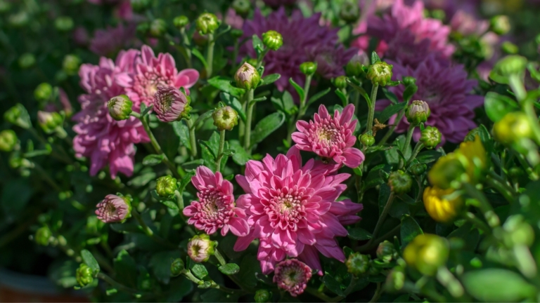 Planting Mums in the Ground: How to Do it Right