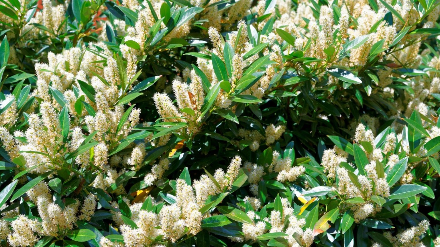 How to Plant, Grow, and Care for Sweetspire (Itea) Shrubs