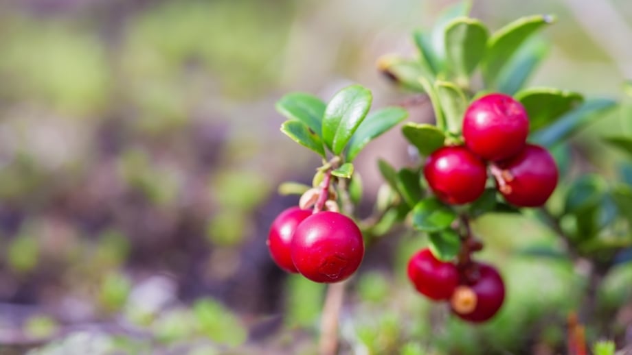 How to Plant, Grow, and Care for Cranberry Plants