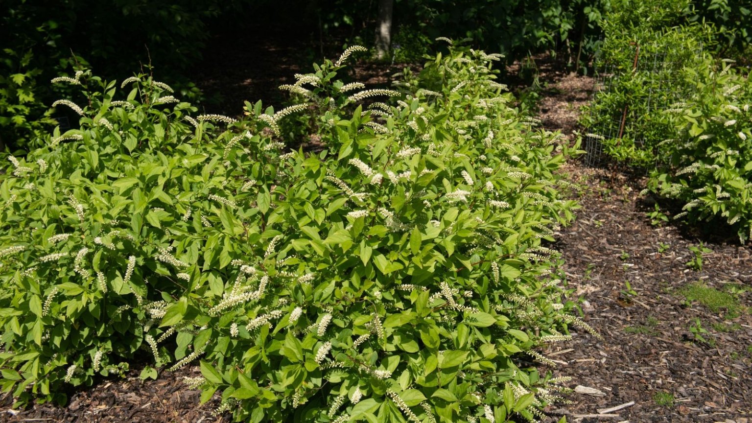 How to Plant, Grow, and Care for Sweetspire (Itea) Shrubs