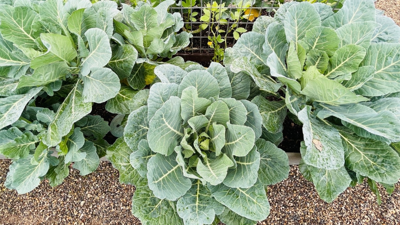 13 Vegetables to Direct Sow in August for Fall Harvest