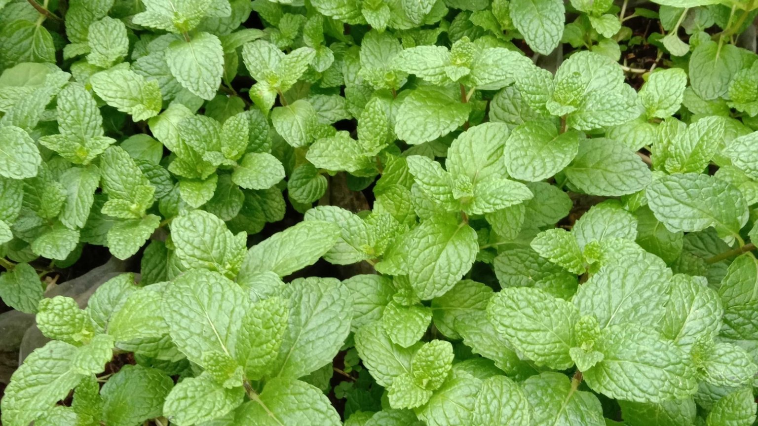 How To Harvest and Store Mint