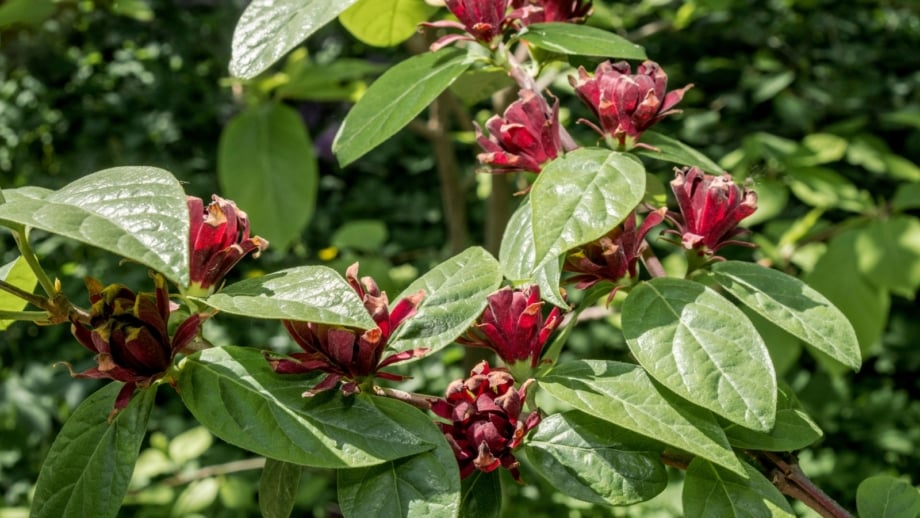 How to Plant, Grow, and Care for Calycanthus (Sweetshrub)