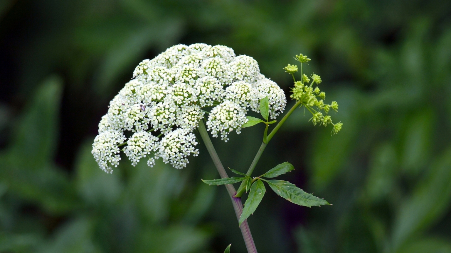 21 Spooky Plants Perfect for Halloween