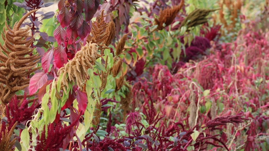 17 Showy Amaranth Varieties that Shine in Fall Arrangements