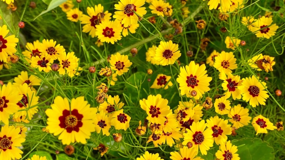 21 Native Wildflowers for Colorado Gardens