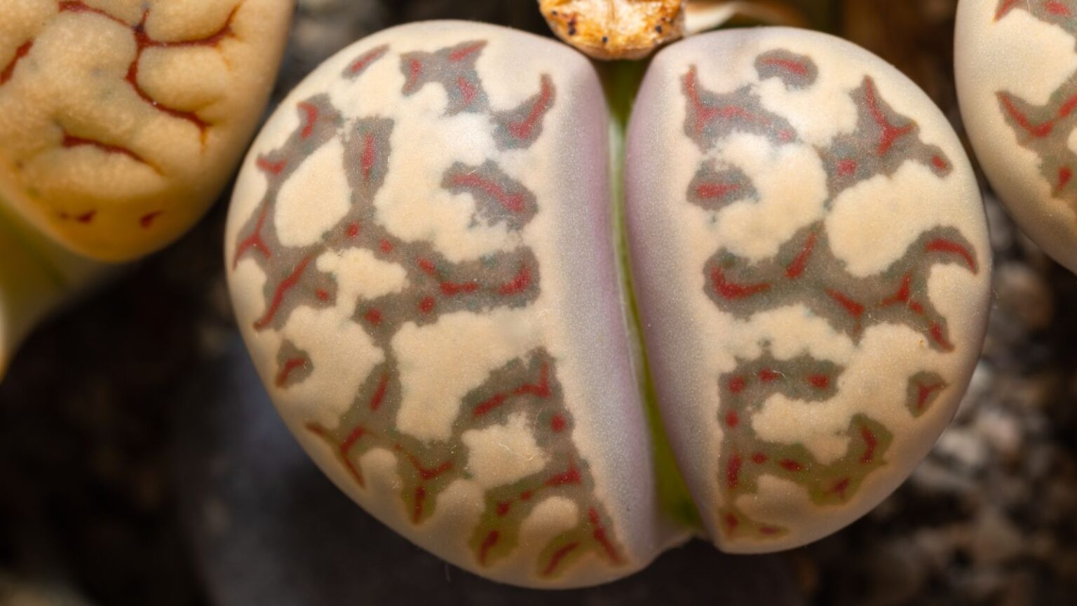 How to Plant, Grow, and Care for Lithops (Living Stone Plants)