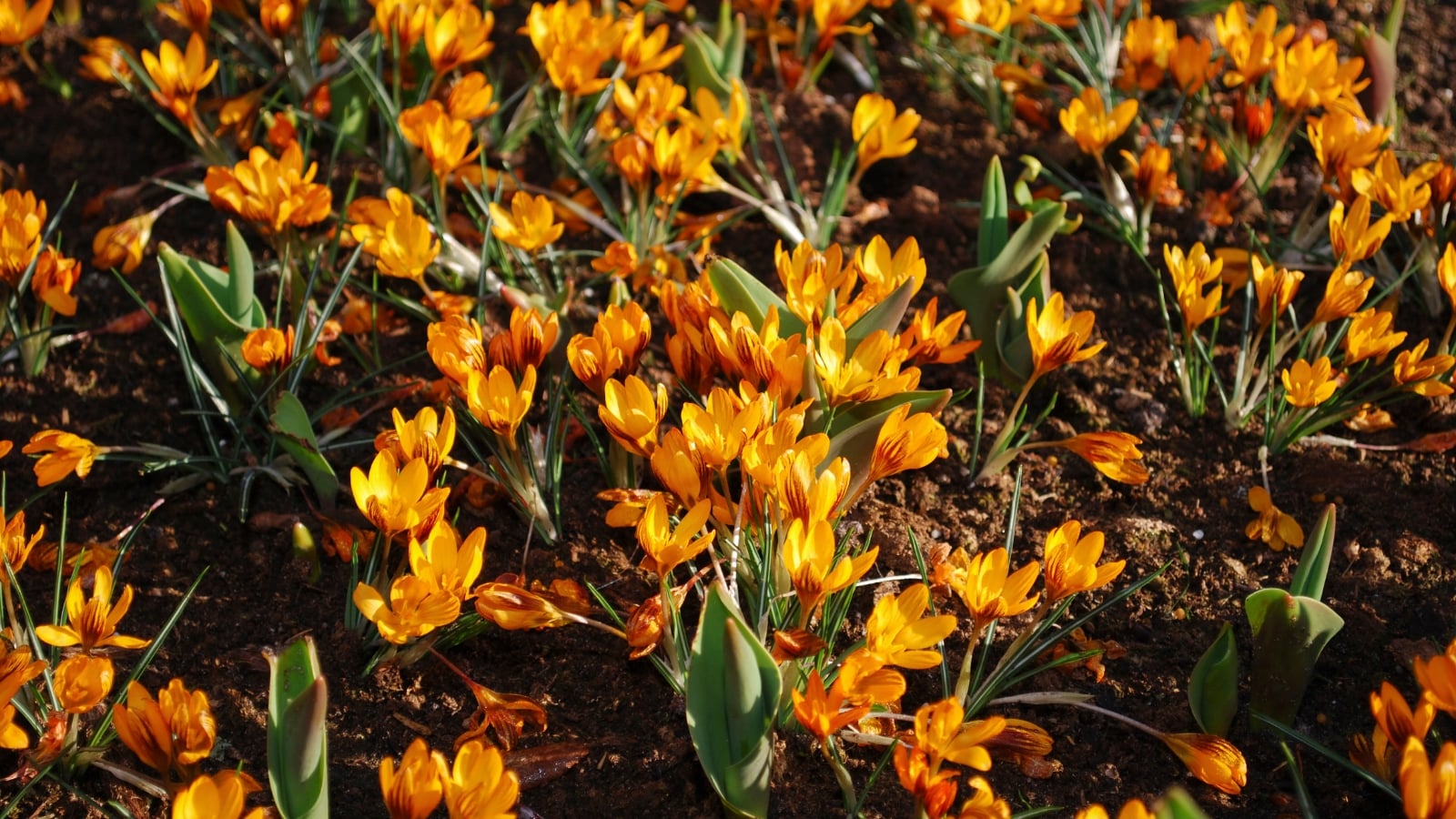 11 Fall Bulbs We’re Ordering in July