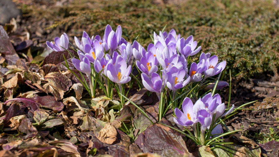 15 Low-Growing Bulbs for the Front of the Border