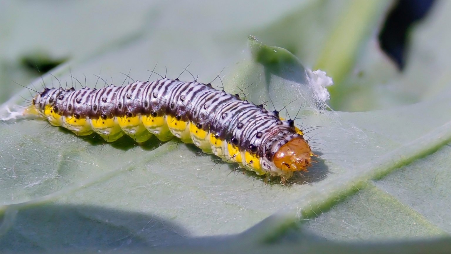 What's Eating My Cabbage? 15 Common Cabbage Pests