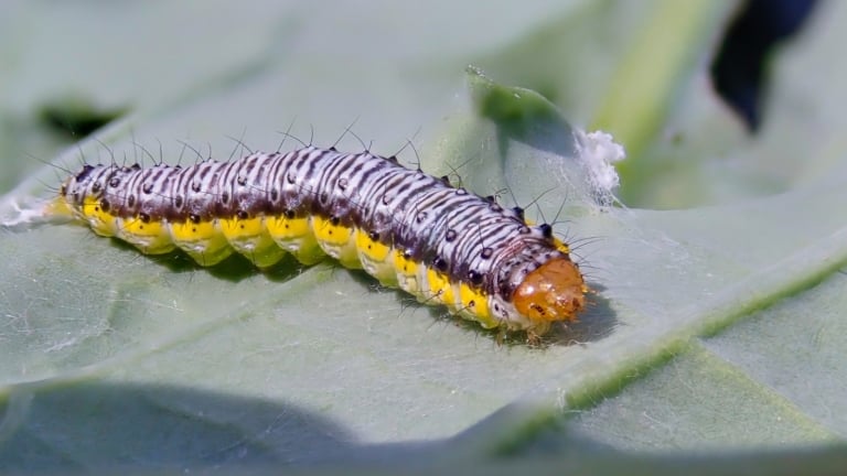 What's Eating My Cabbage? 15 Common Cabbage Pests