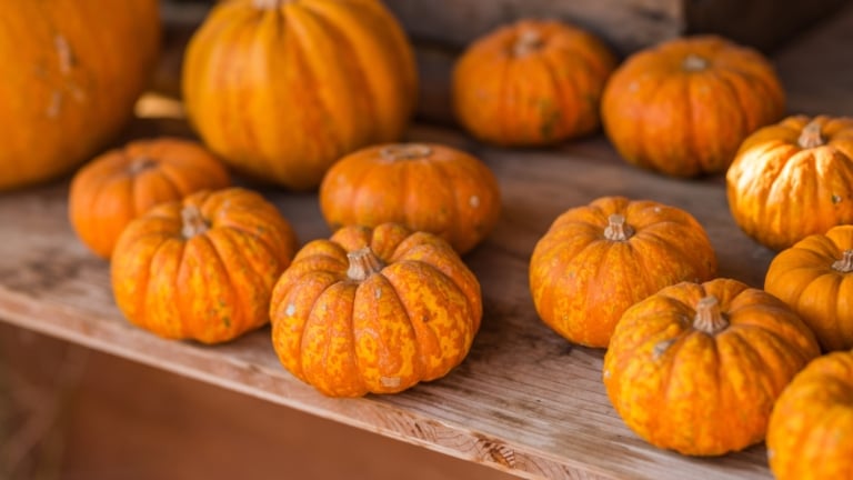15 Unique and Rare Pumpkin Varieties to Look For This Year