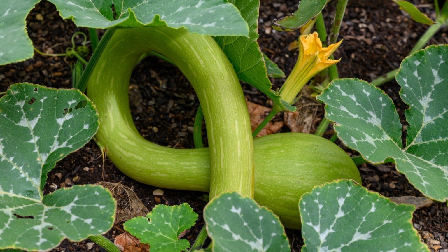 17 Essential Crops for Your Victory Garden