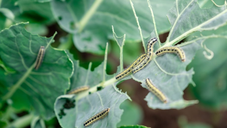 What's Eating My Cabbage? 15 Common Cabbage Pests