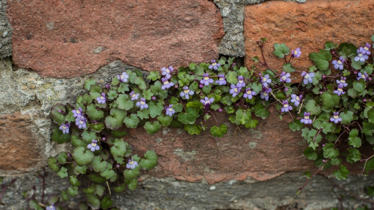 23 Dreamy Trailing Plants to Cascade Over Garden Walls - Epic Gardening