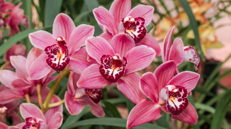 Where Should You Put Your Orchid? 5 Tips for Finding the Right Spot