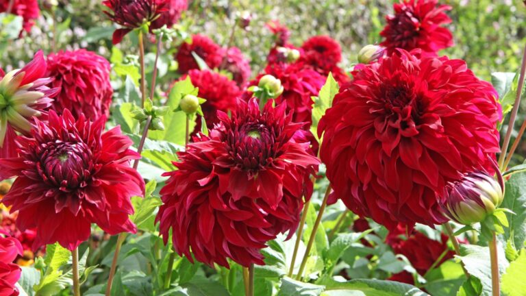 13 Gorgeous Garden Design Ideas Featuring Burgundy Plants