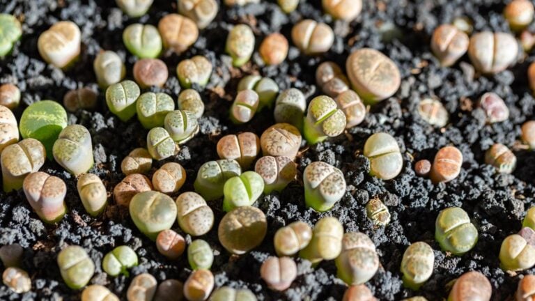 How to Plant, Grow, and Care for Lithops (Living Stone Plants)