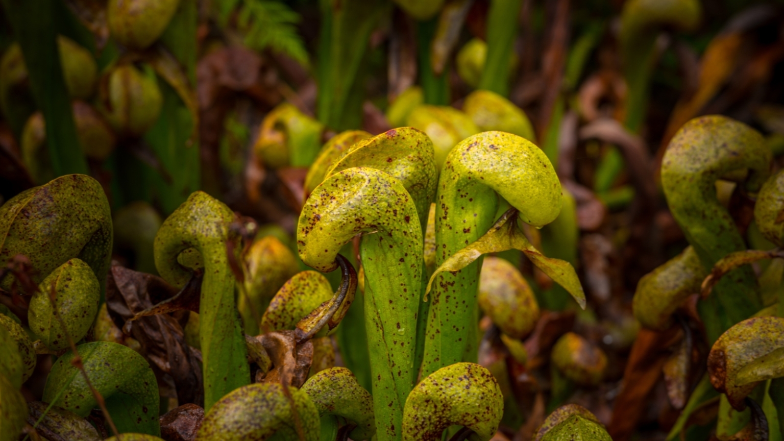 21 Spooky Plants Perfect for Halloween