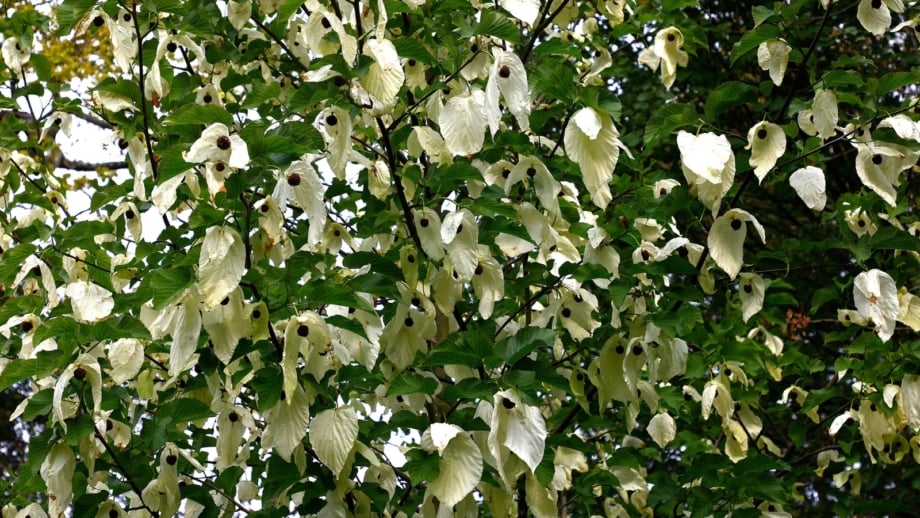 21 Spooky Plants Perfect for Halloween