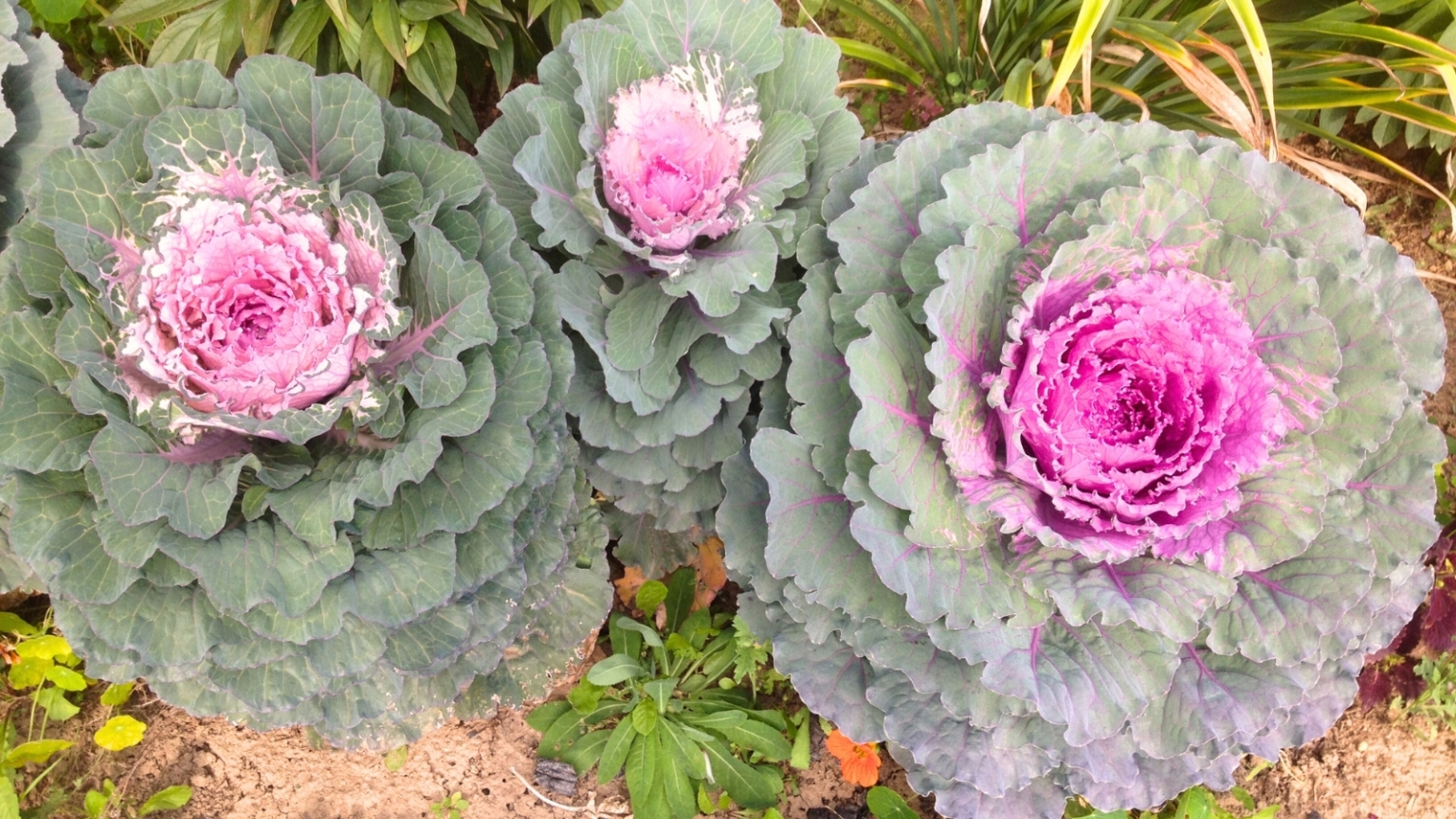 How to Plant, Grow, and Care for 'Osaka Pink' Cabbage