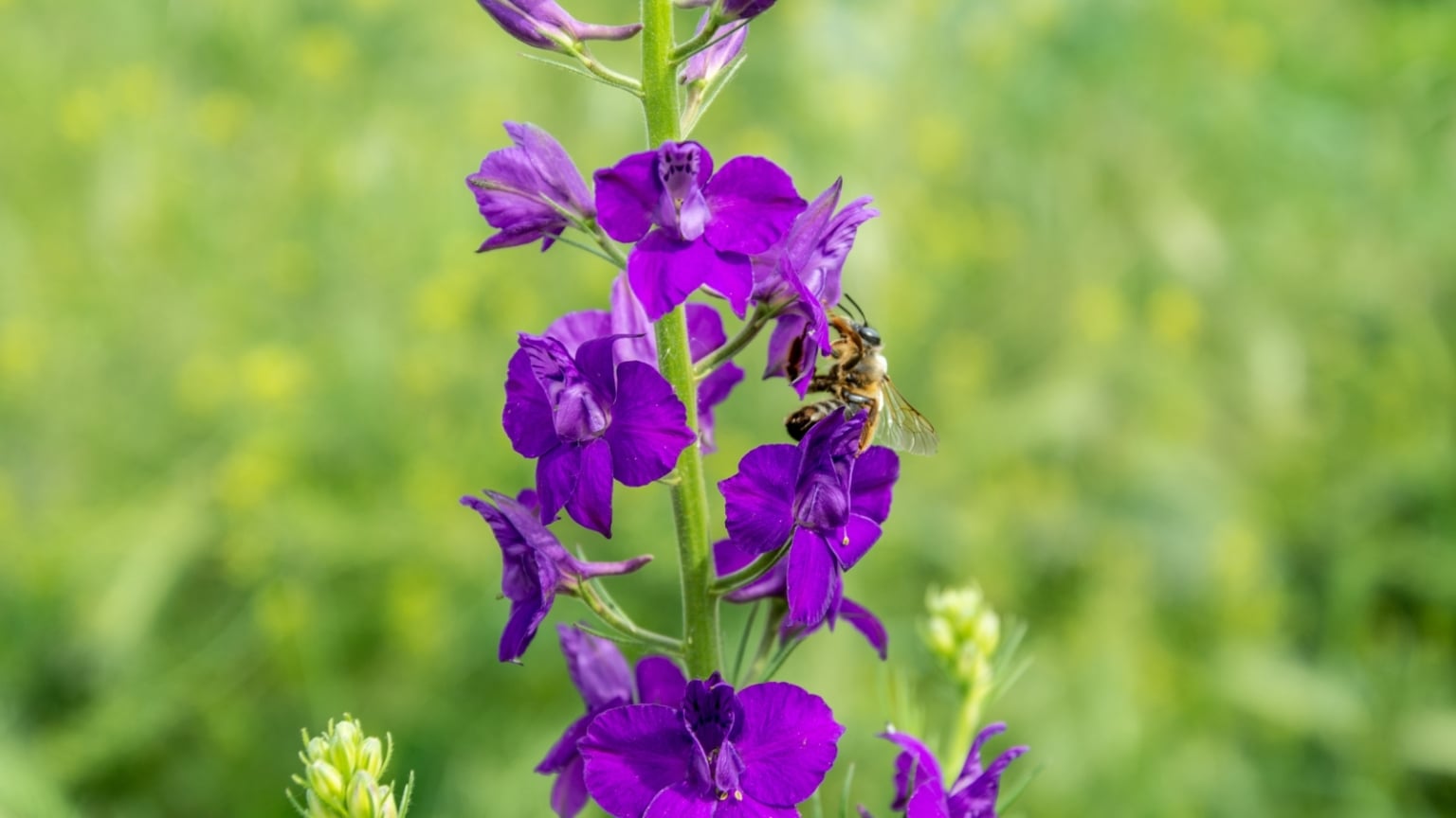 21 Native Wildflowers for Colorado Gardens