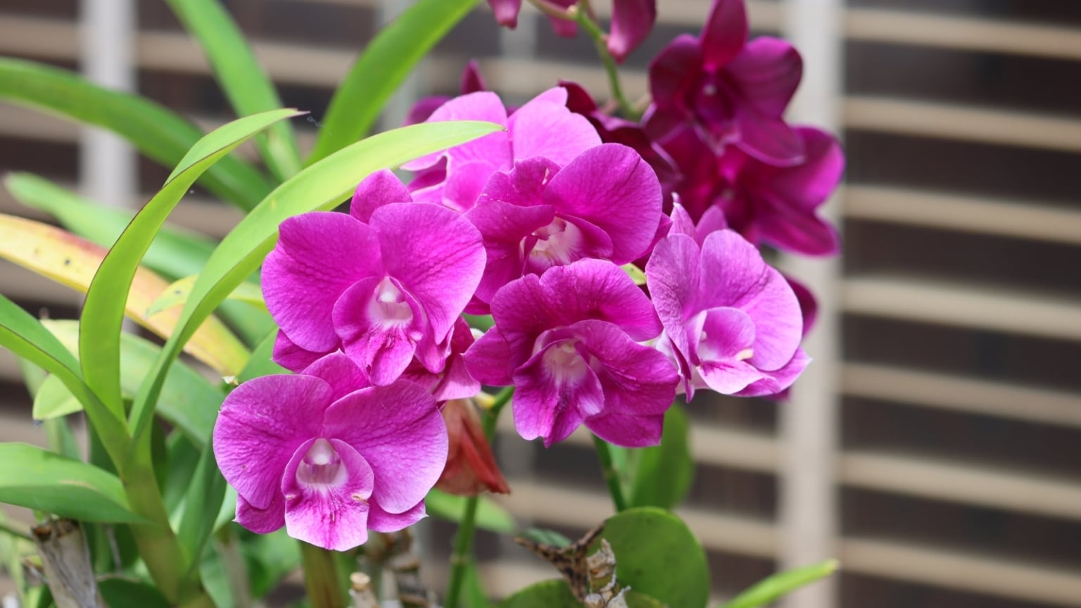 Where Should You Put Your Orchid? 5 Tips for Finding the Right Spot
