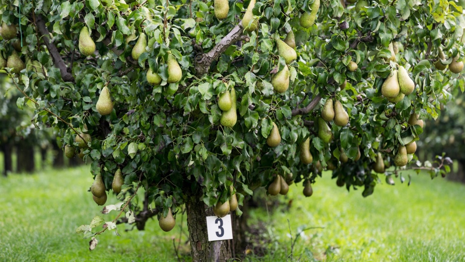 11 Pear Tree Growing Problems and How to Solve Them