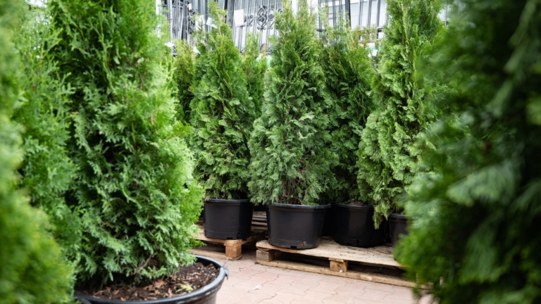 Bare-Root Vs. Container-Grown Trees: Which is Best For You?