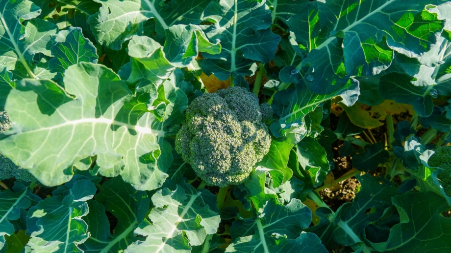 How and When to Harvest Broccoli for the Tastiest Crop