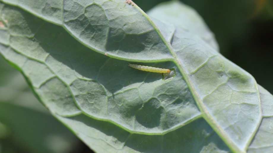 What's Eating My Cabbage? 15 Common Cabbage Pests