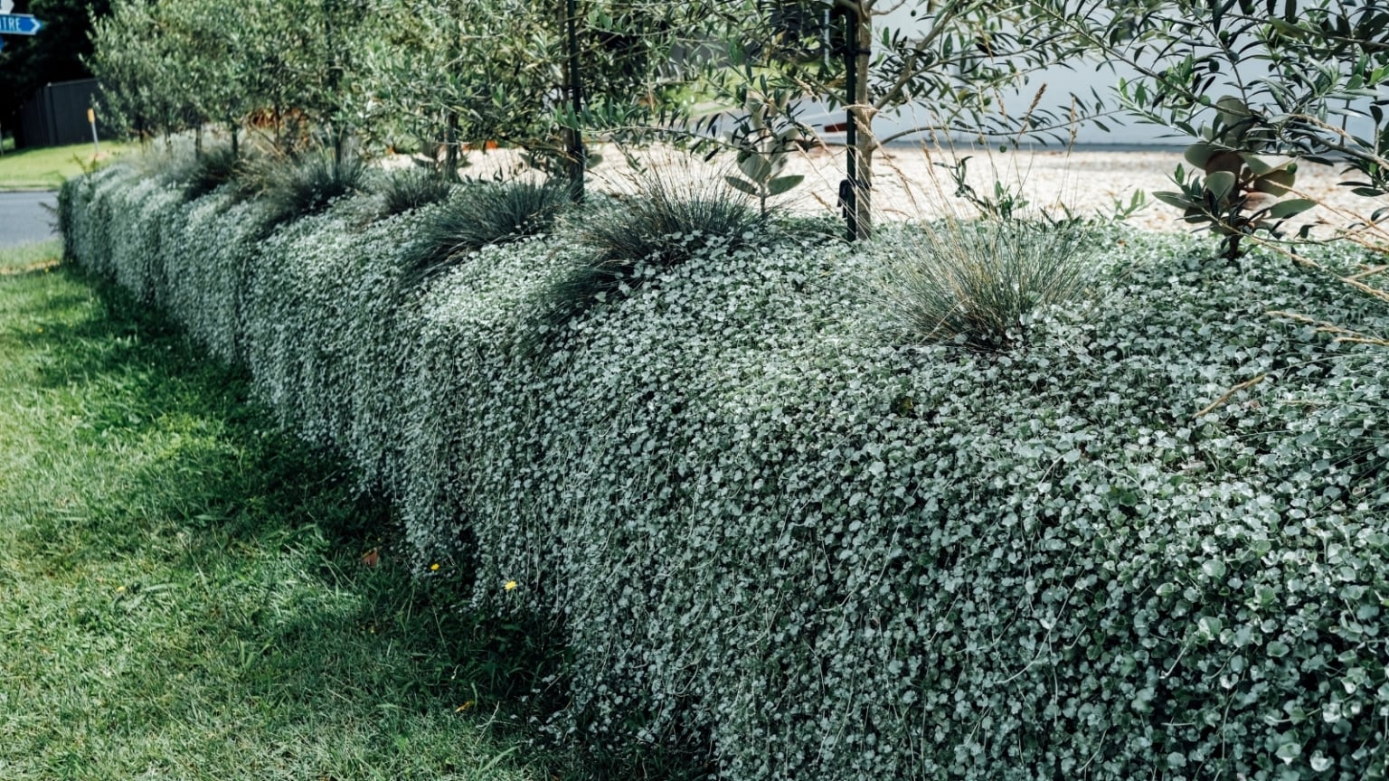 23 Dreamy Trailing Plants to Cascade Over Garden Walls - Epic Gardening