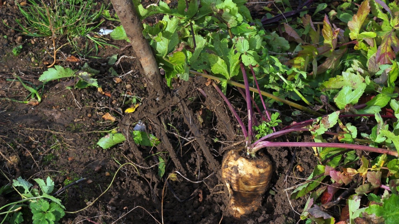 5 Signs It's Time to Harvest Your Parsnips