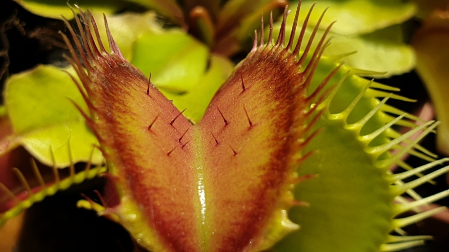 21 Spooky Plants Perfect for Halloween